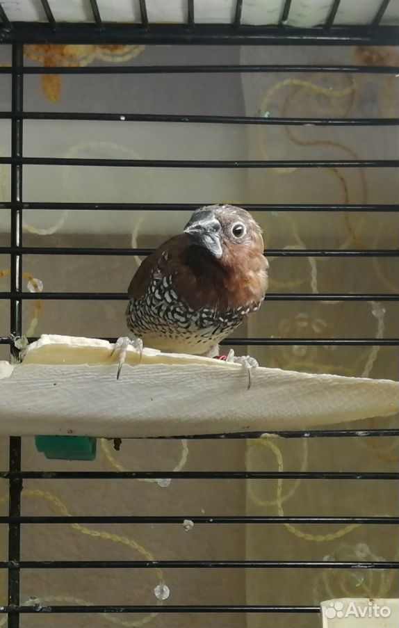 Мускатная амадина