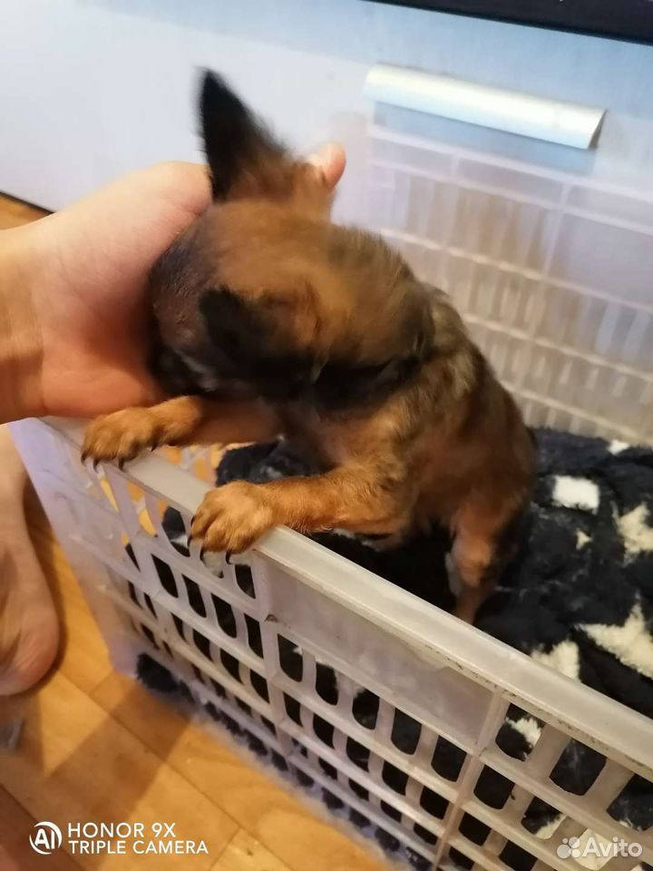 Щеночек Той-терьера