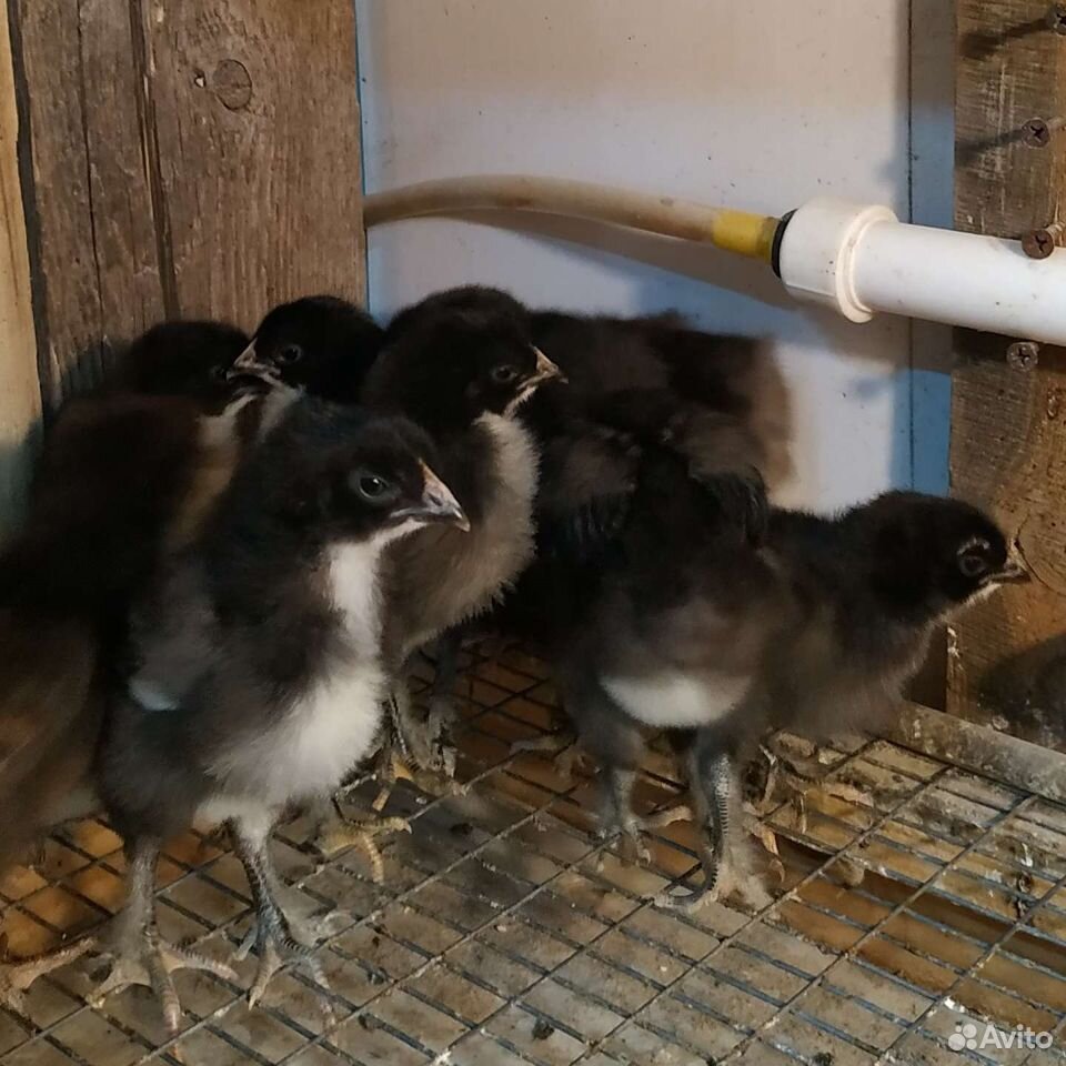 Цыплята Маран ч/м