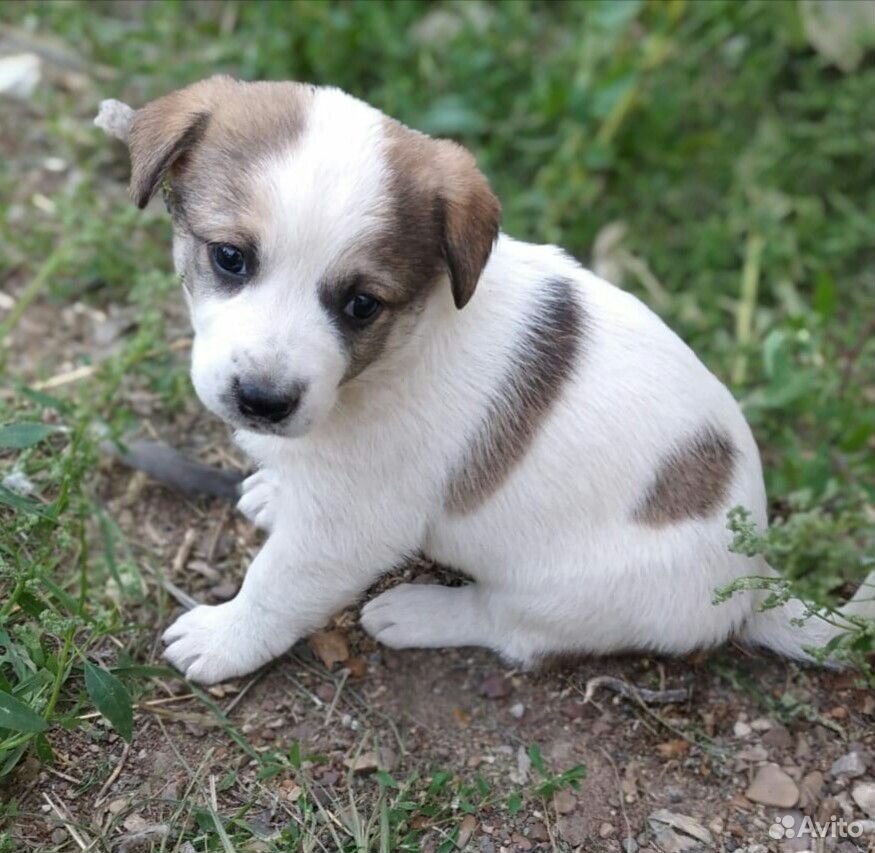 Щенки вырастут мелкими