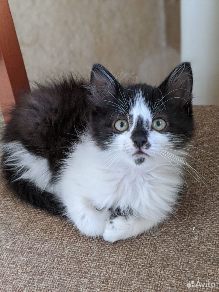 Котята приюта ищут дом