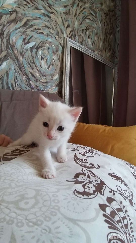 Котенок белый