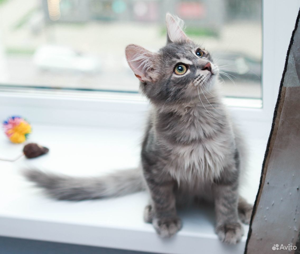 Котенок 4 мес. в добрые руки