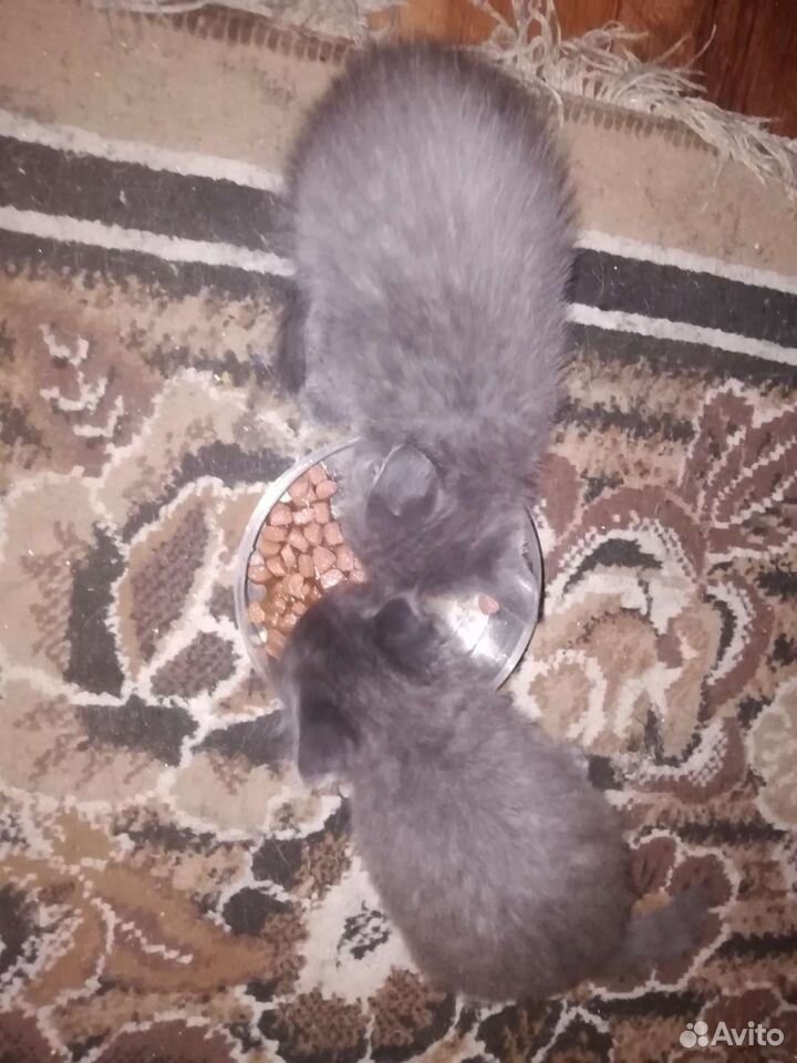 Дымчатые котята