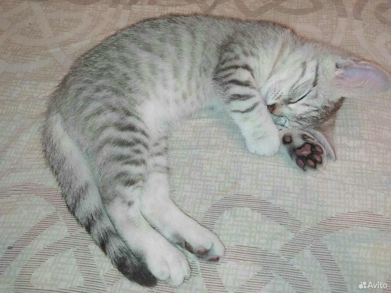 Британская кошечка