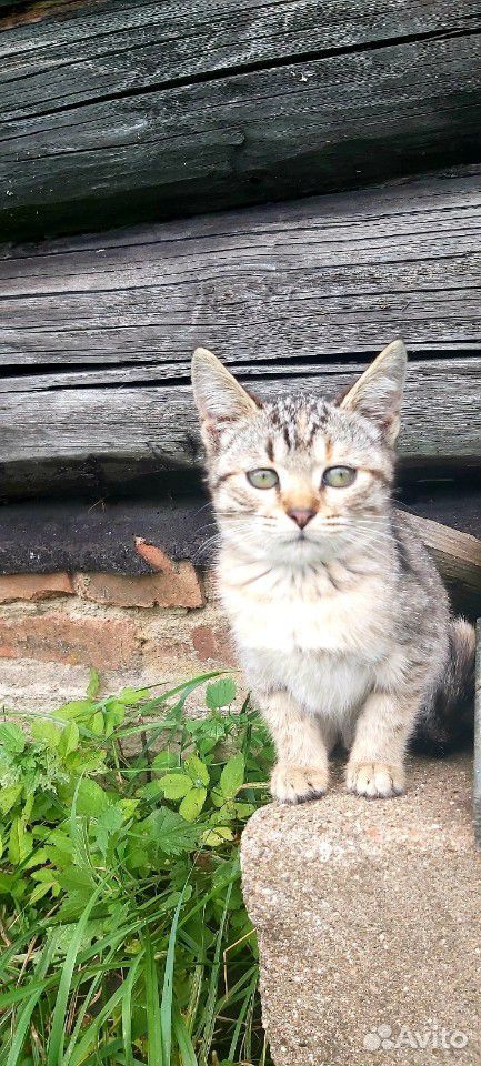 Кошечка, 2,месяца в добрые руки