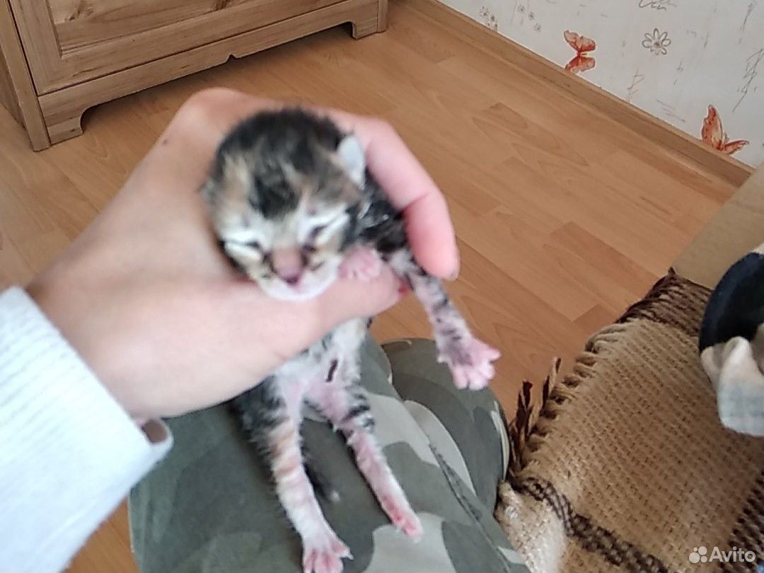 Котята совсем маленькие SOS