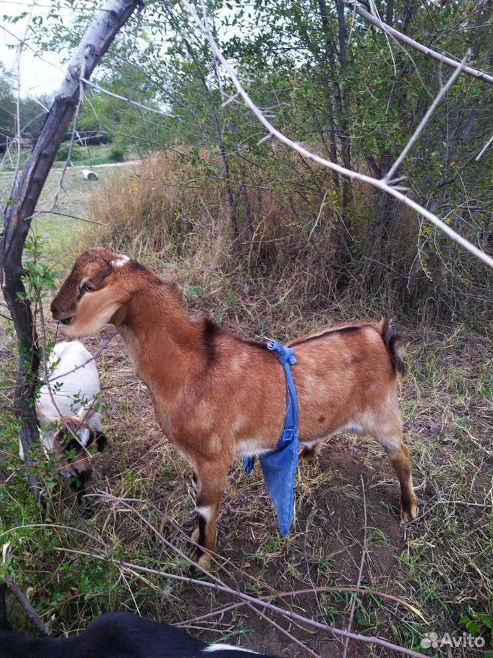 Козел нубийский 82