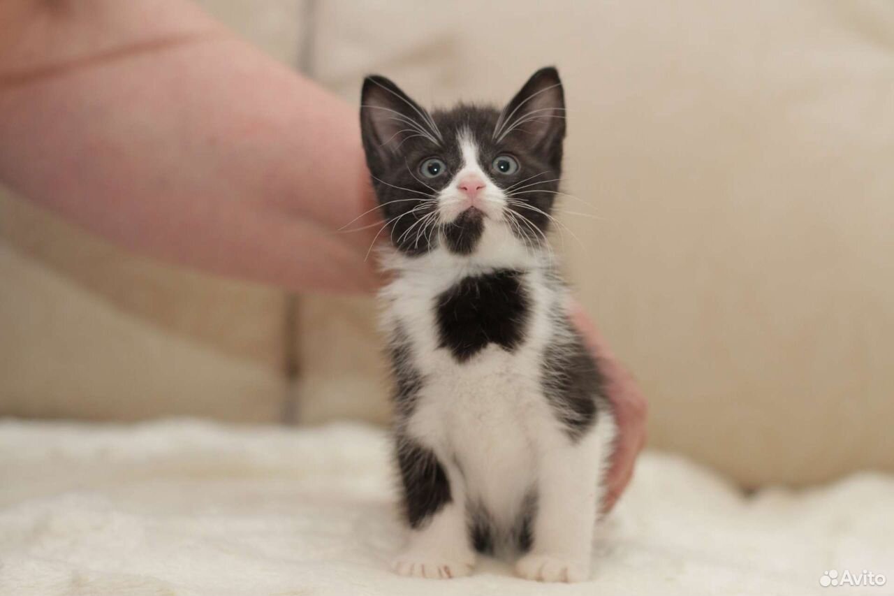 Котенок Василёк 1.5 мес