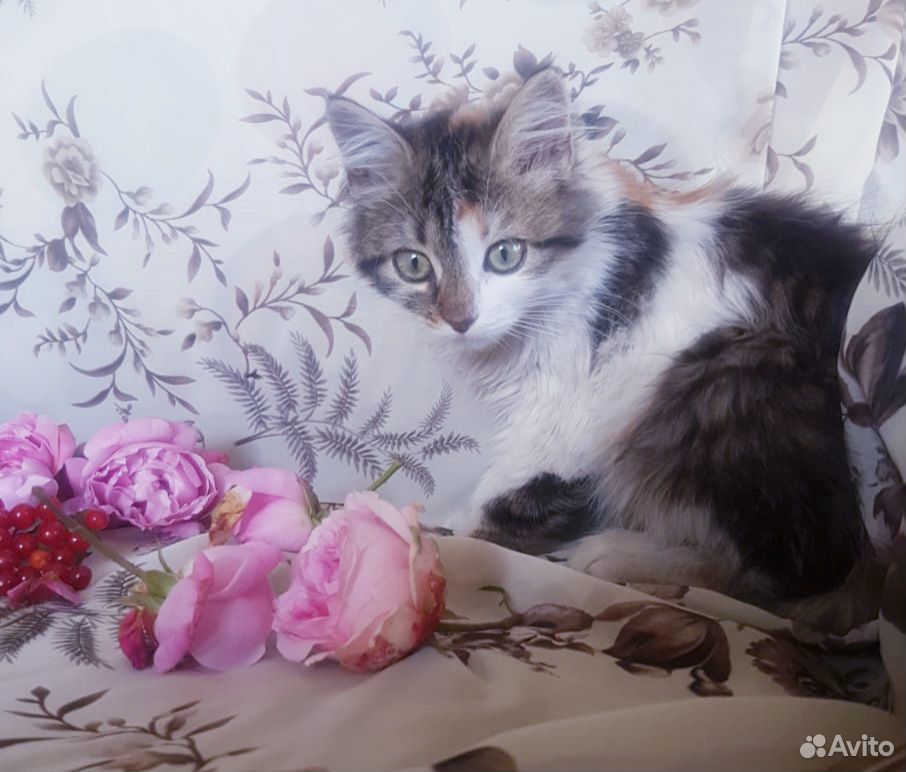 Котенок Лялька около 2 х мес
