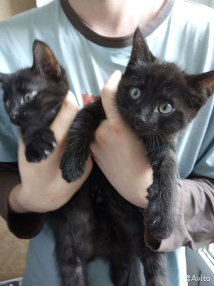 Котята котейки котятушки катунятушку