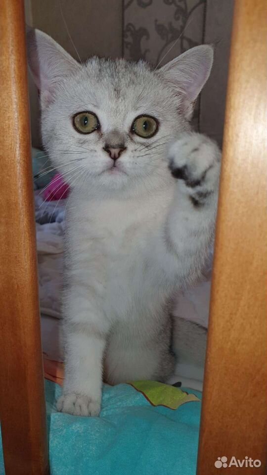 Кошка