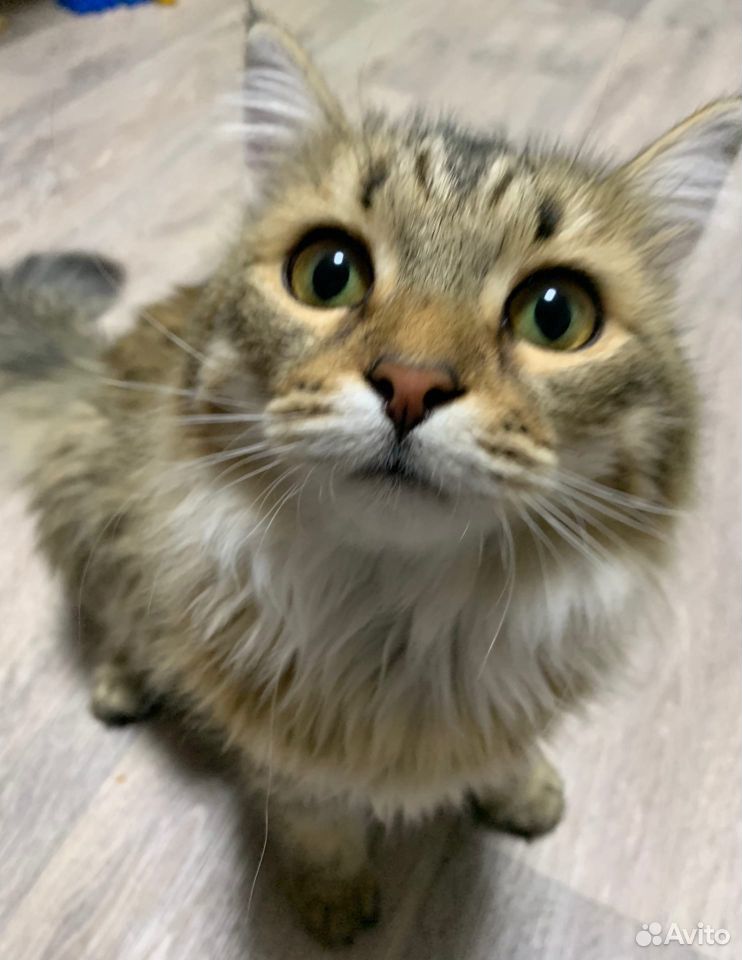 Симба котик ищет дом