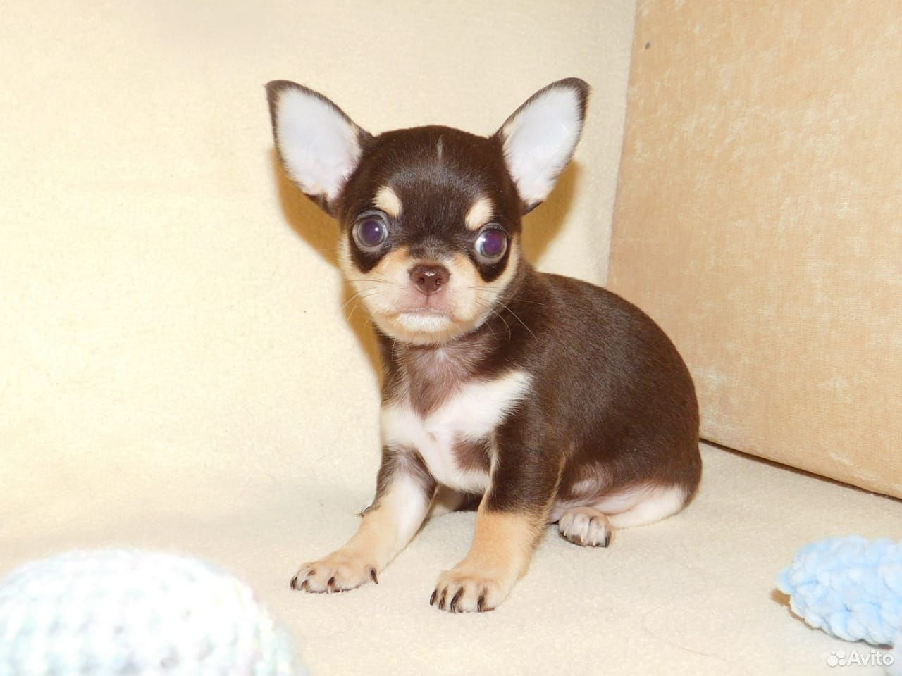 Кирюша-мальчик чихуахуа
