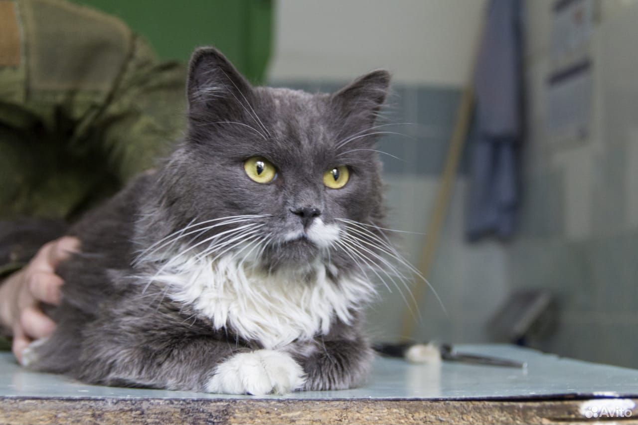 Кот - мышелов 3 года