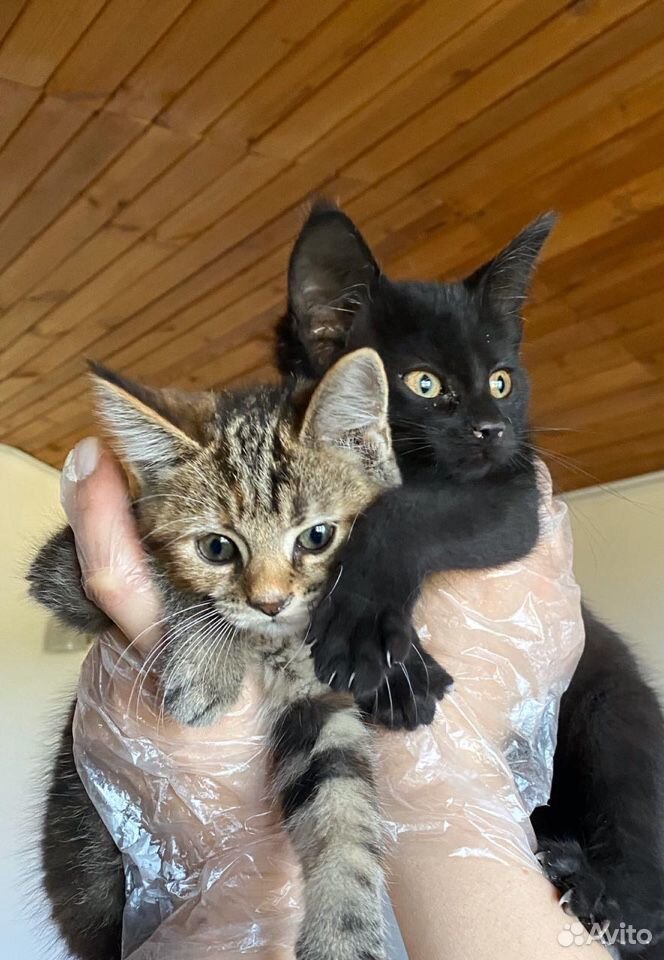 Котята Юта и Бэтмен в добрые руки