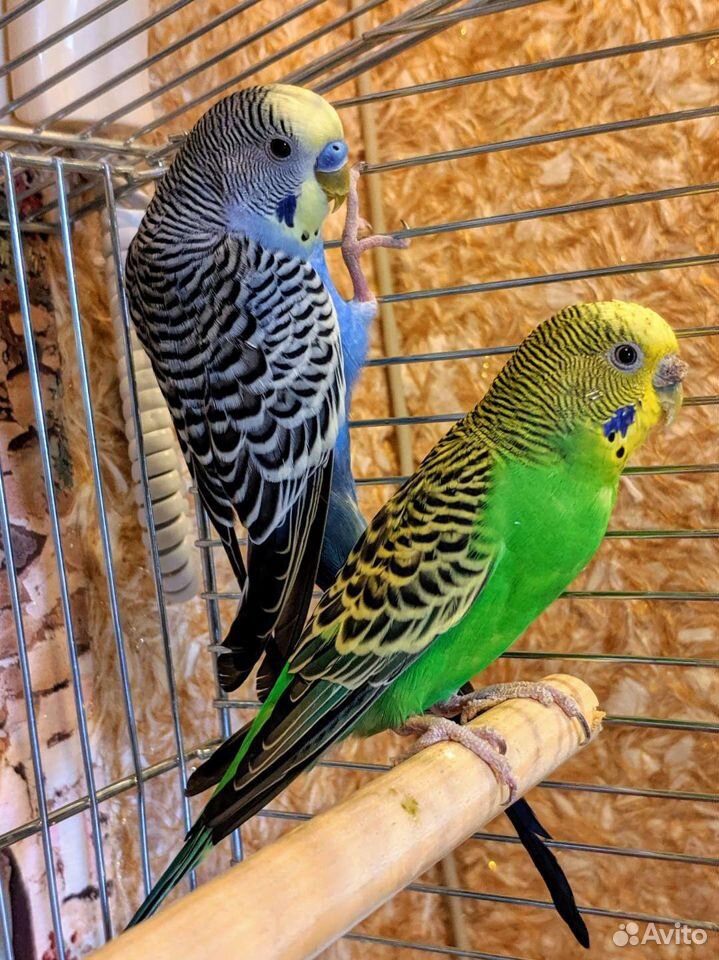 2 попугая с большой клеткой и кормом