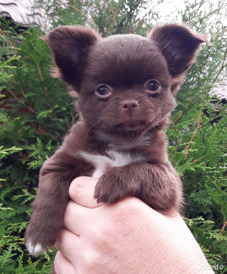Чихуахуа шоколадный Гном Гномыч