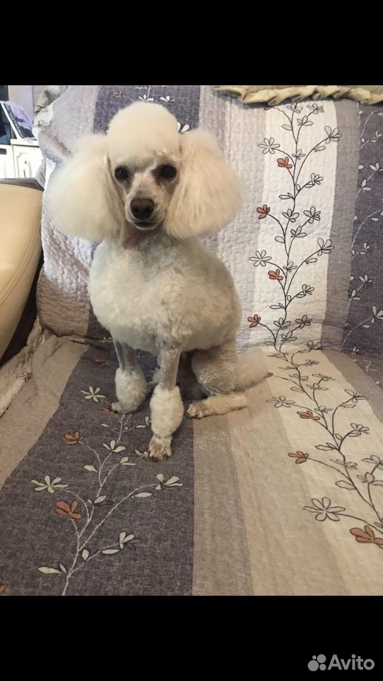 Кобелёк той пудель ищет девочку 27 см в холке с ро