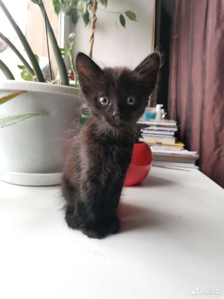 Котенок чёрный 1 мес