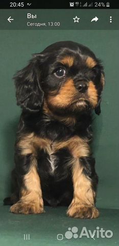 Щенок кавалерчик