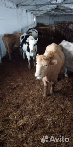 Коровы и телки