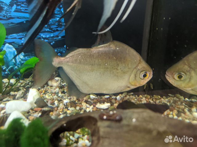 Рыба-доллар,метиннис