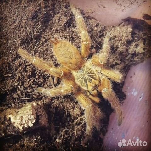 Паук птицеед Pterinochilus Murinus