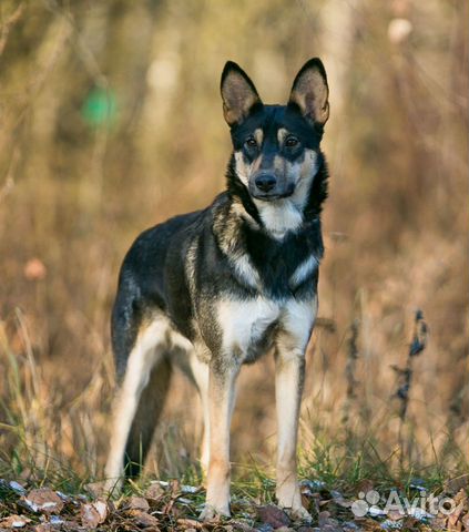 Ладная собака в добрые руки