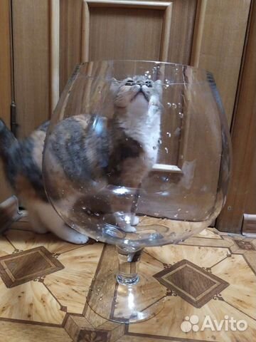Аквариум бокал