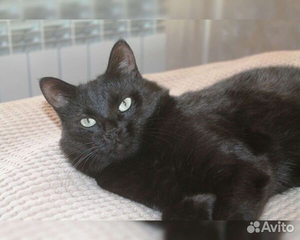 Кошка в добрые руки