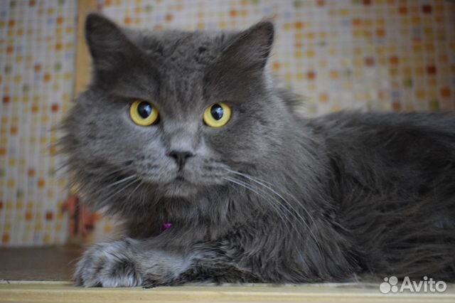 Британская кошечка Зефирка 1,5 года