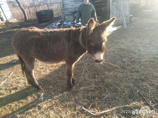Осёл