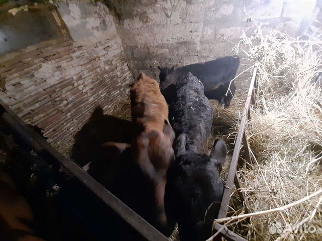 Телята бычки