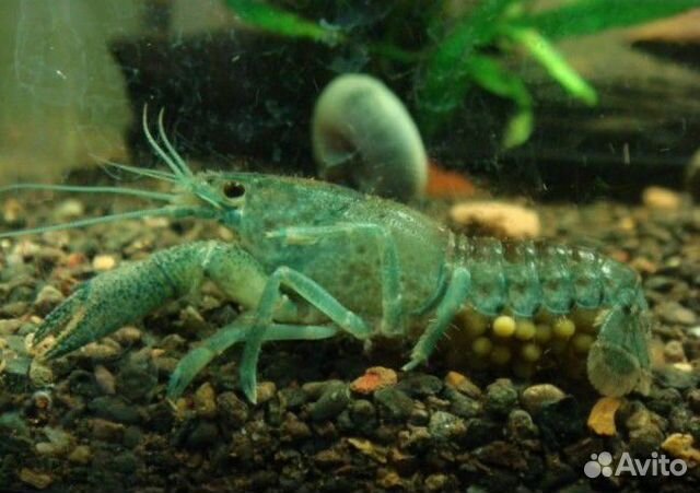 Голубой кубинский рак