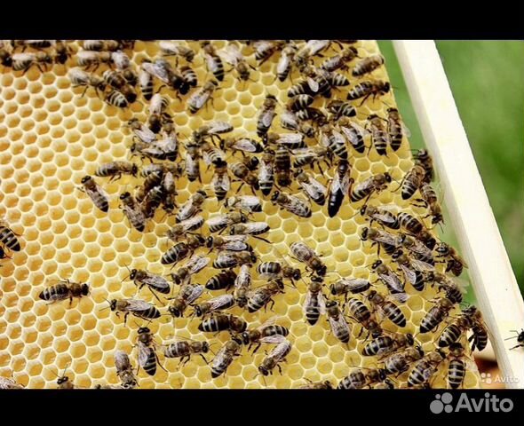 Пчеломатки на 2021