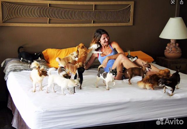 Чихуашки-антидепрессанты