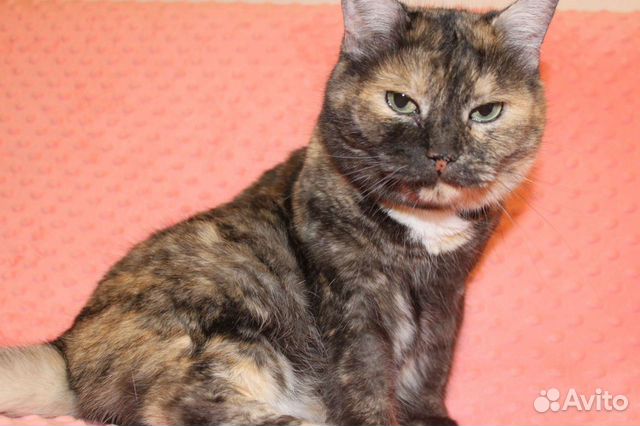 Кошка плюшка