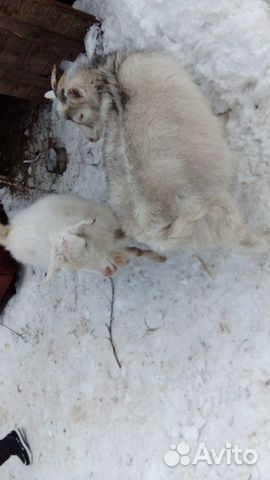 Козлу ищем невесту