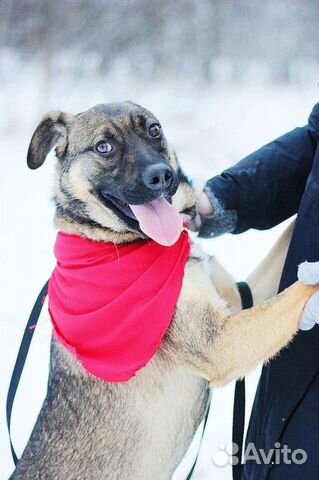 Очень классный пёс ищет дом