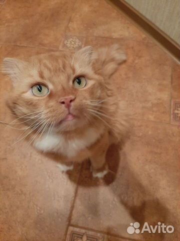 Шотландский кот вязка