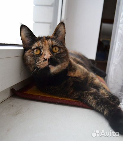 Мегаласковая кошка в добрые руки