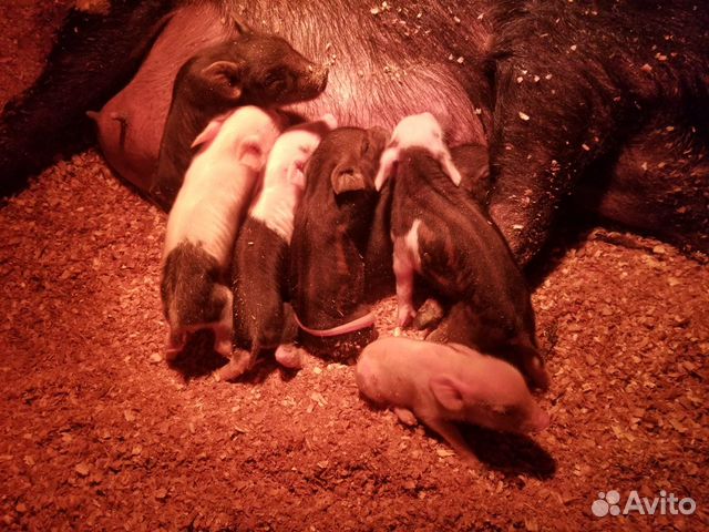 Поросята
