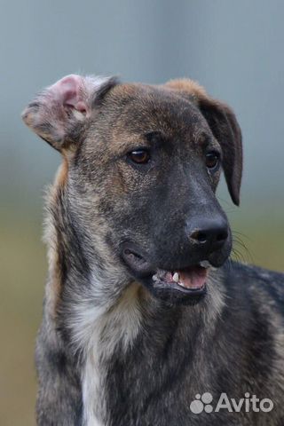 Клуни