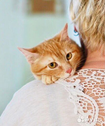 Апельсинка - рыжая красавица в дар