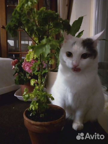 Обычная кошка