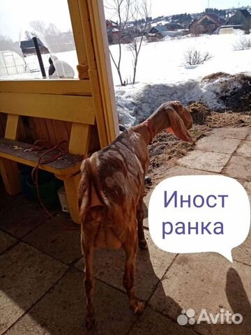 Дойная коза