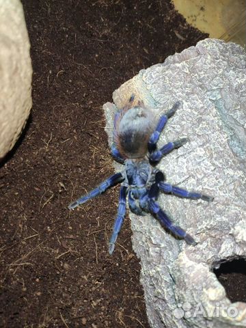 Паук птицеед Pterinopelma Sazimai
