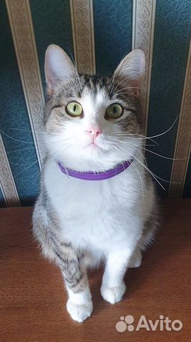 Мякушек ищет мампапу