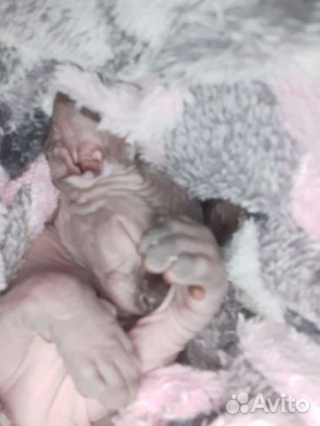 Донской сфинкс